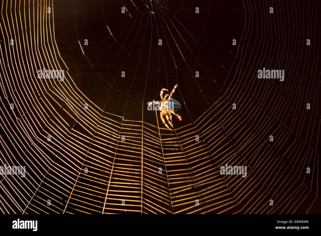 Spider spider engineering hi-res stock photography and images - Alamy
