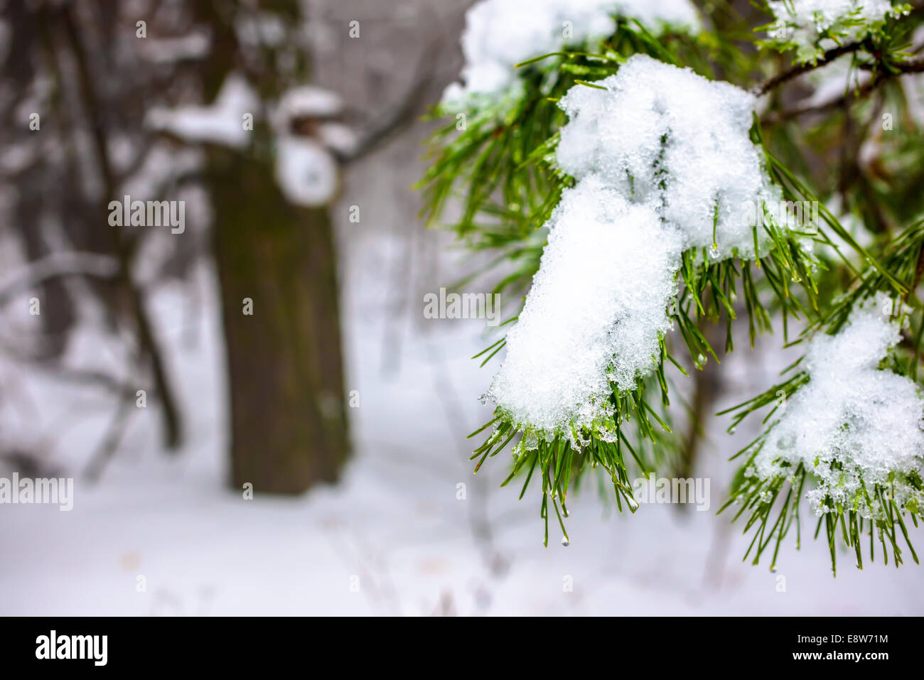Winter thorn tree hi-res stock photography and images - Alamy