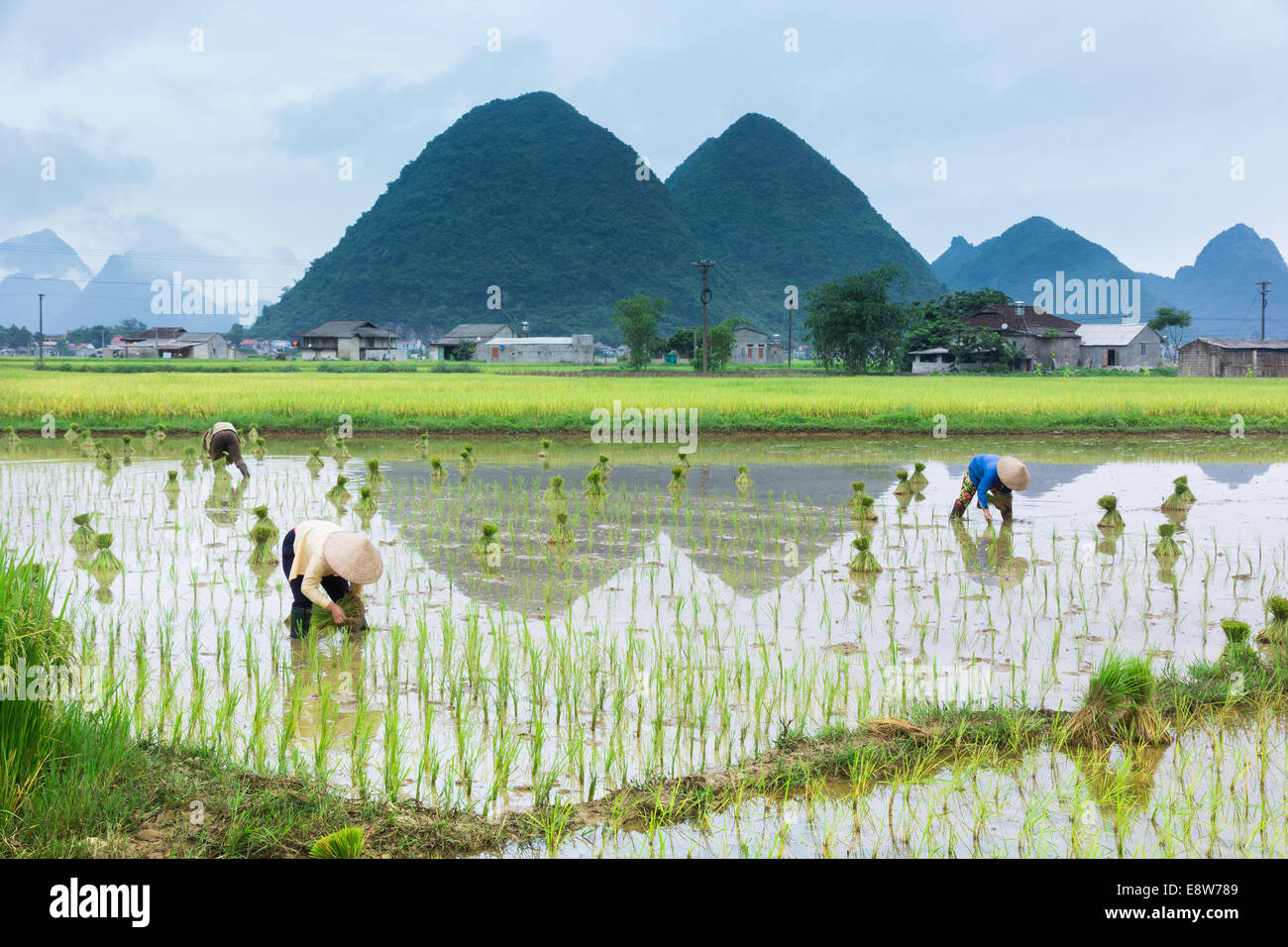 Rice paddy field vietnam hi-res stock photography and images - Alamy