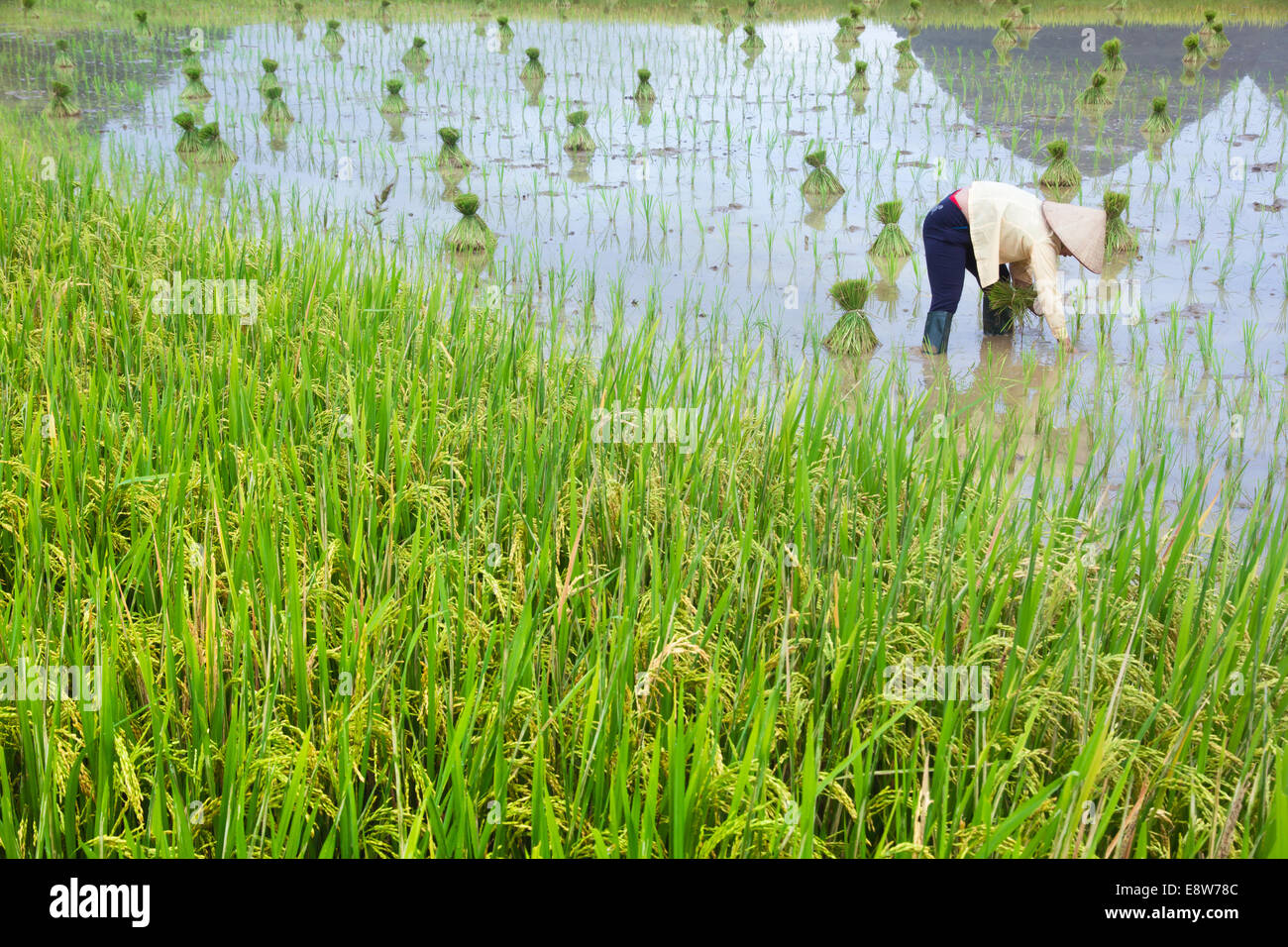 Vietnam Farmer transplant rice seedlings on the plot field Stock Photo ...