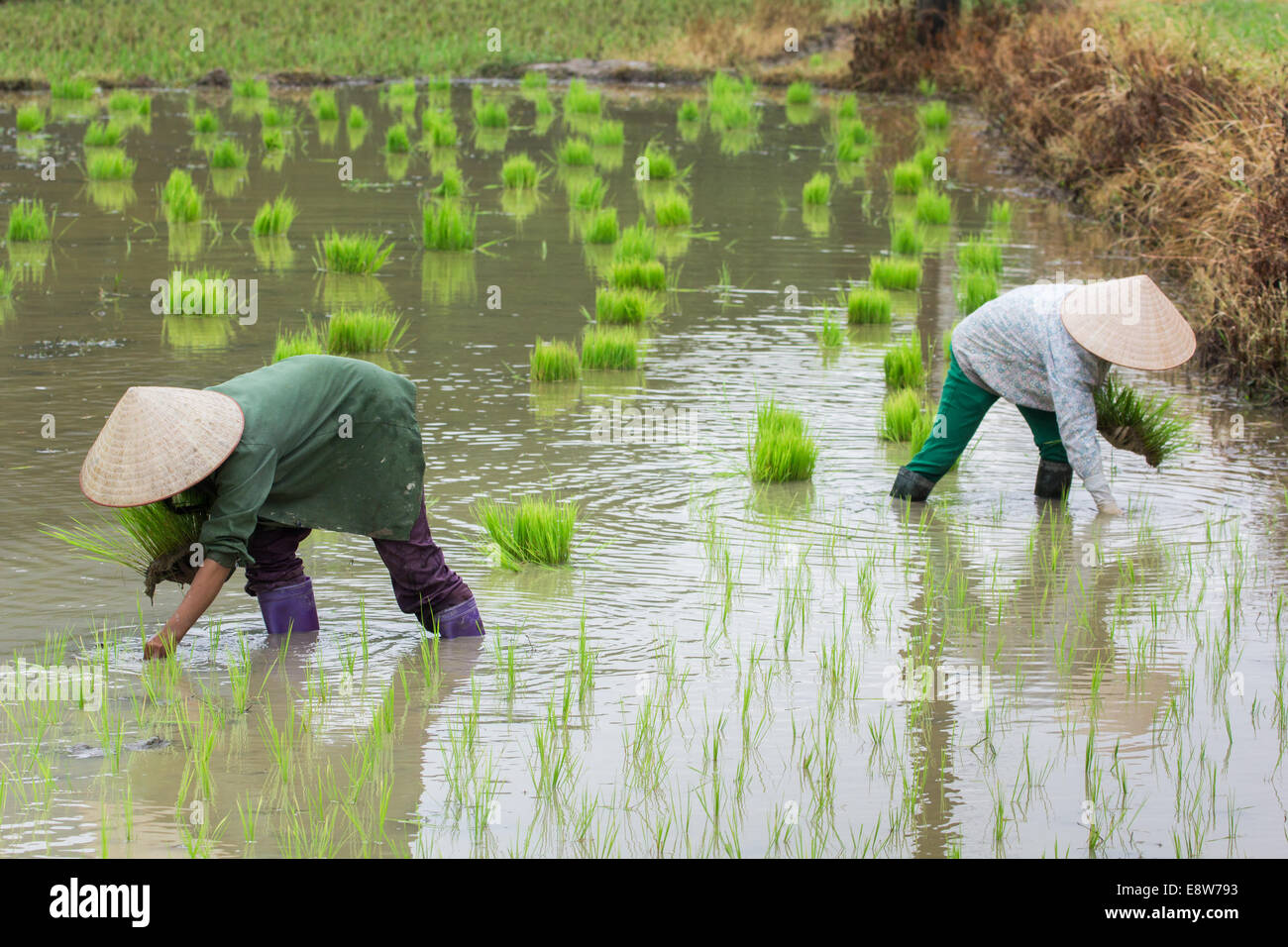 Vietnam Farmer transplant rice seedlings on the plot field Stock Photo ...