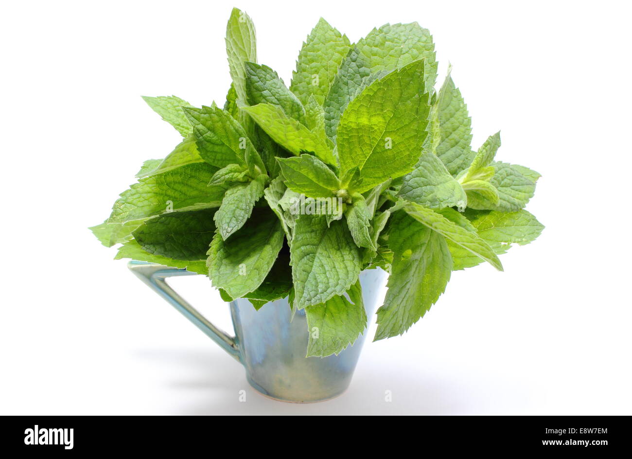 Bunch of fresh natural green mint in blue cup isolated on white ...