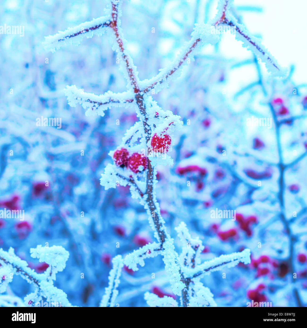 Branches of trees and red berries covered with snow in frost at winter ...