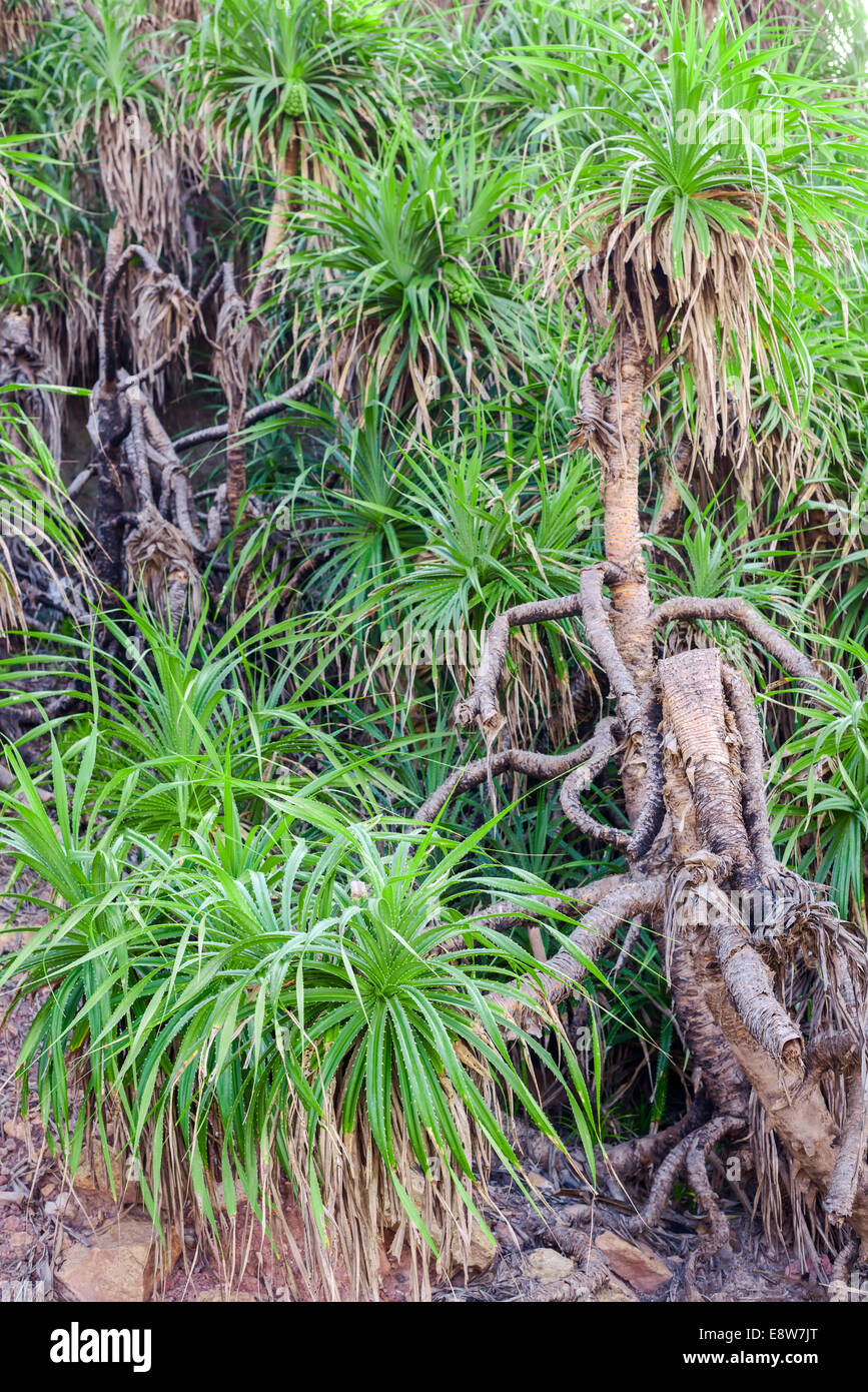 Pandanus tree in jungle hi-res stock photography and images - Alamy