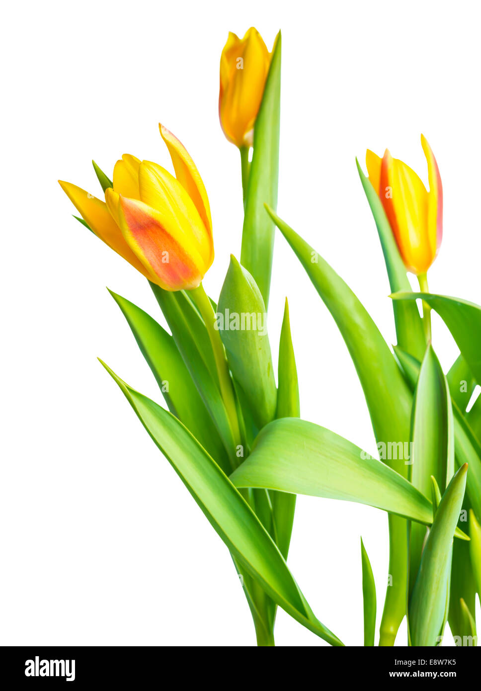 blossoming spring yellow Tulips flower colorful is isolated on white ...
