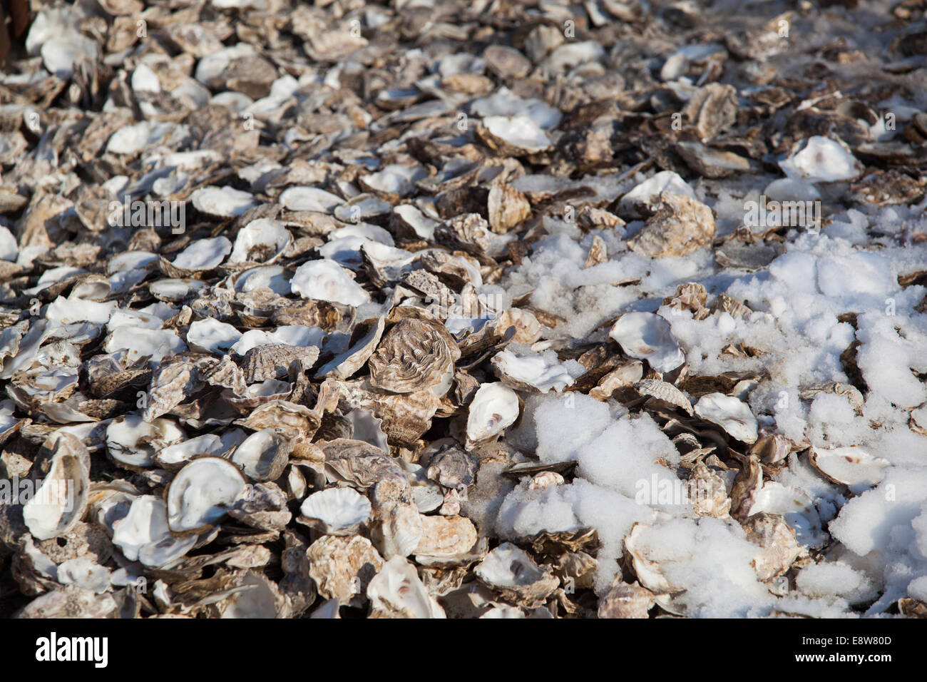 Empty whitstable oyster shells hi-res stock photography and images - Alamy