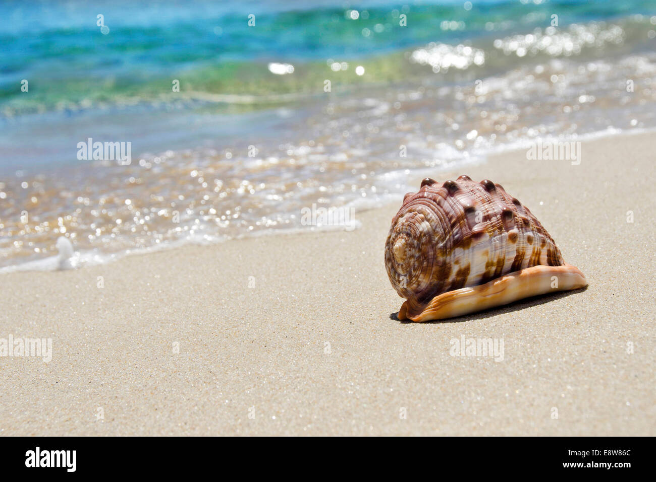 Conch shell beach waves hi-res stock photography and images - Alamy