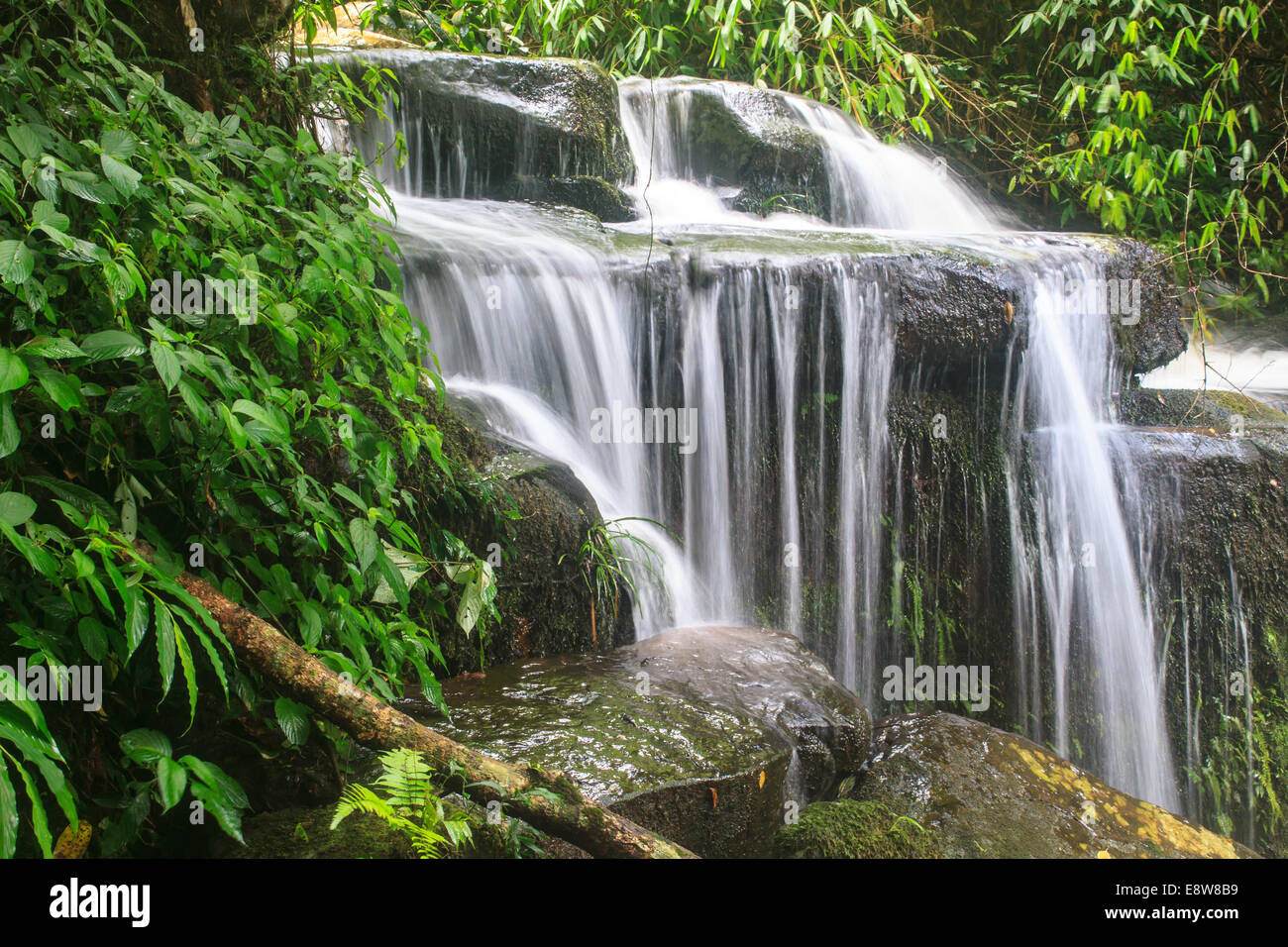 rainforest waterfall and rocks covered with moss Stock Photo - Alamy