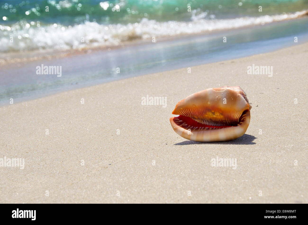 Beautiful seashell on the beach Stock Photo - Alamy