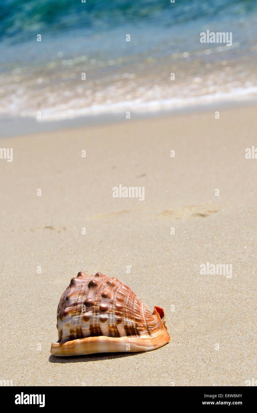 Beautiful seashell on the beach Stock Photo - Alamy