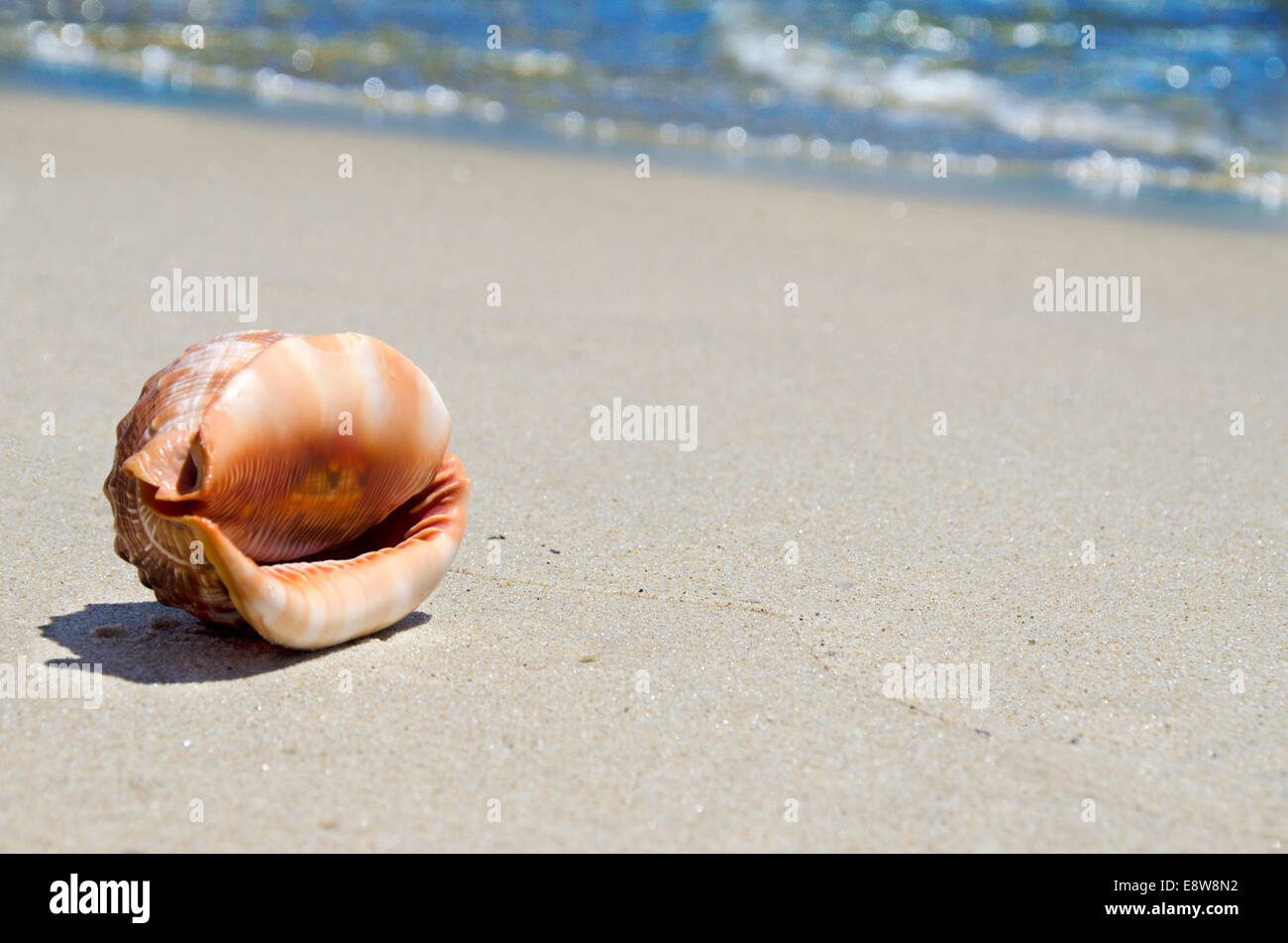 Sea shell on the beach Stock Photo - Alamy