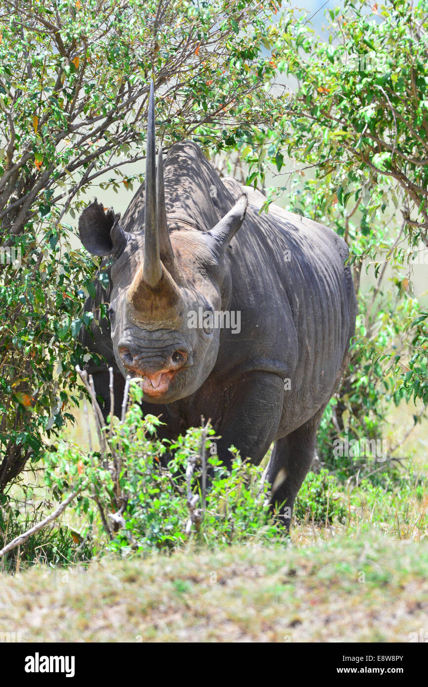 Masai Mara Black Rhino Stock Photo - Alamy