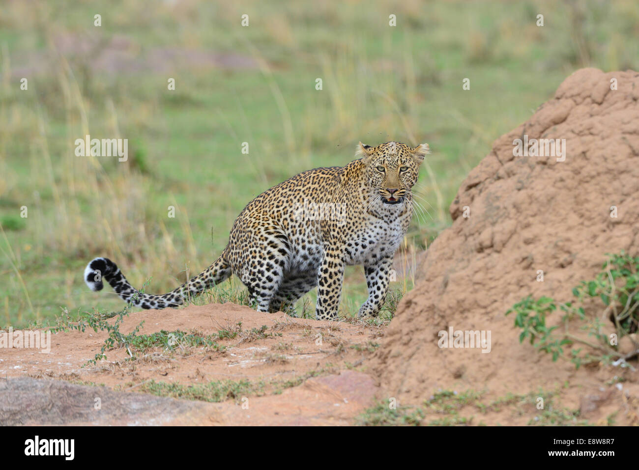 Bahati High Resolution Stock Photography and Images - Alamy