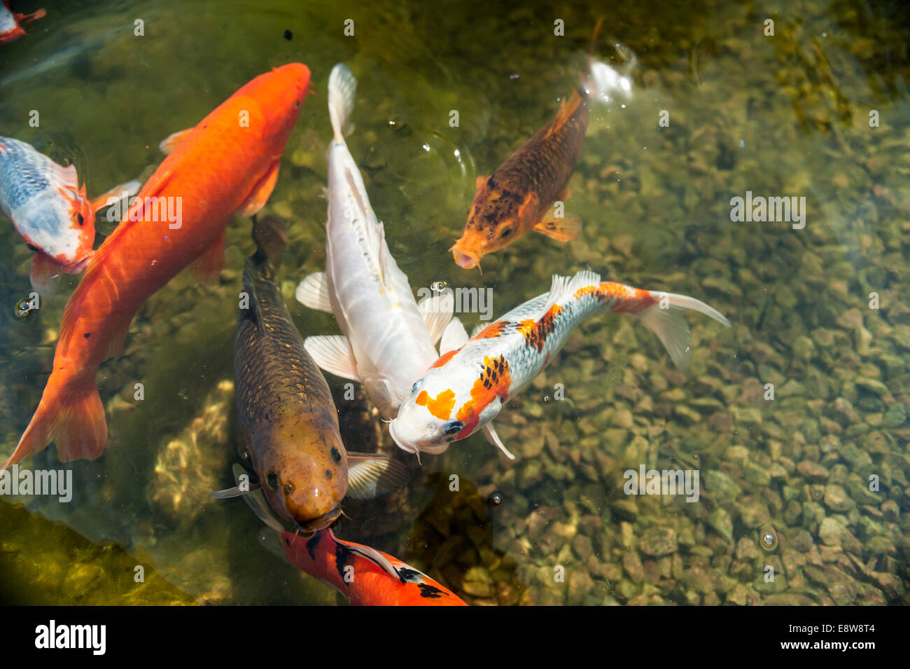 Koy pond hi-res stock photography and images - Alamy