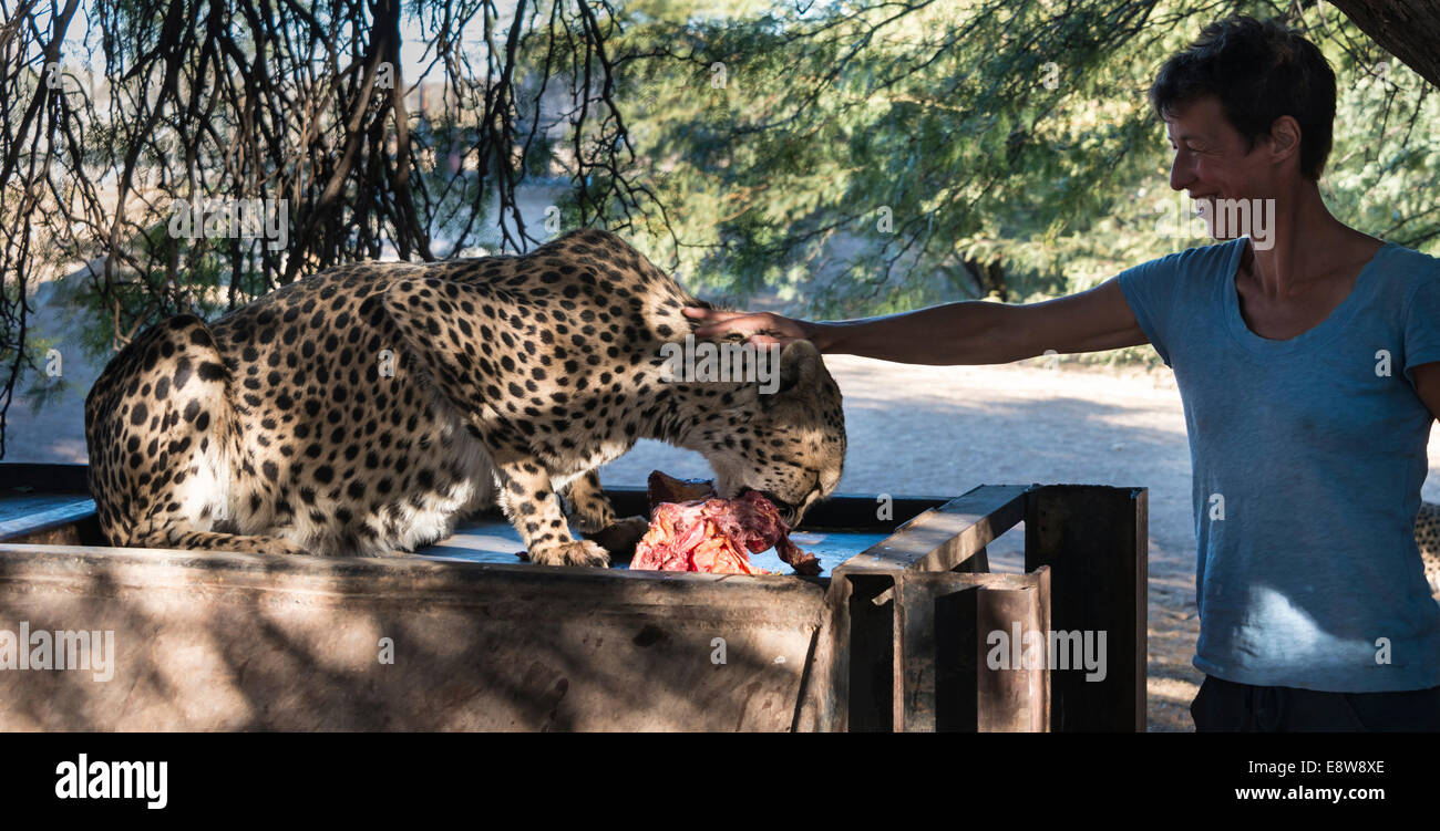 Pet cheetah hi-res stock photography and images - Alamy