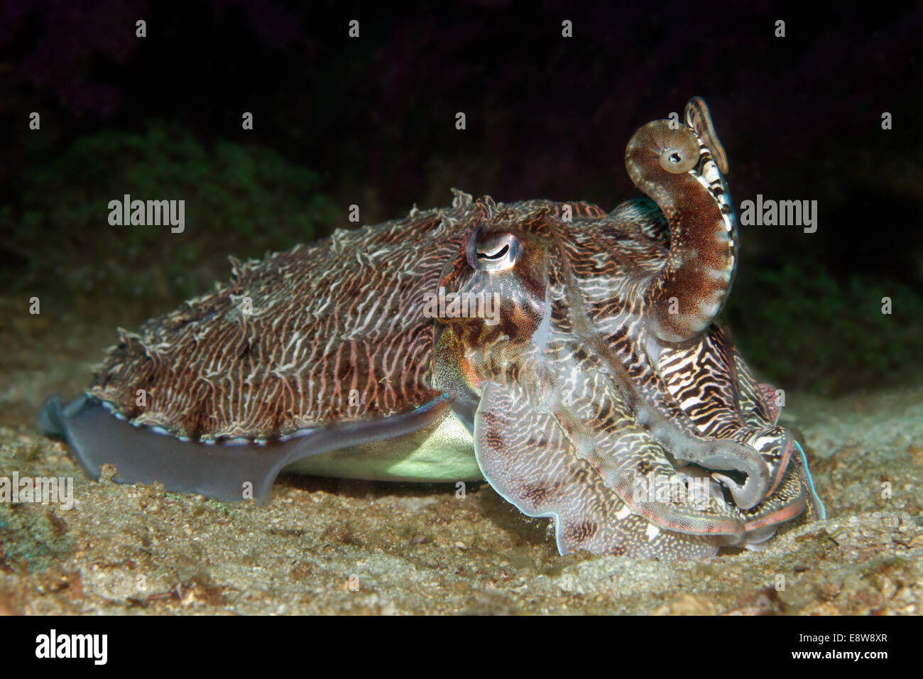 Underwater broadclub cuttlefish hi-res stock photography and images - Alamy