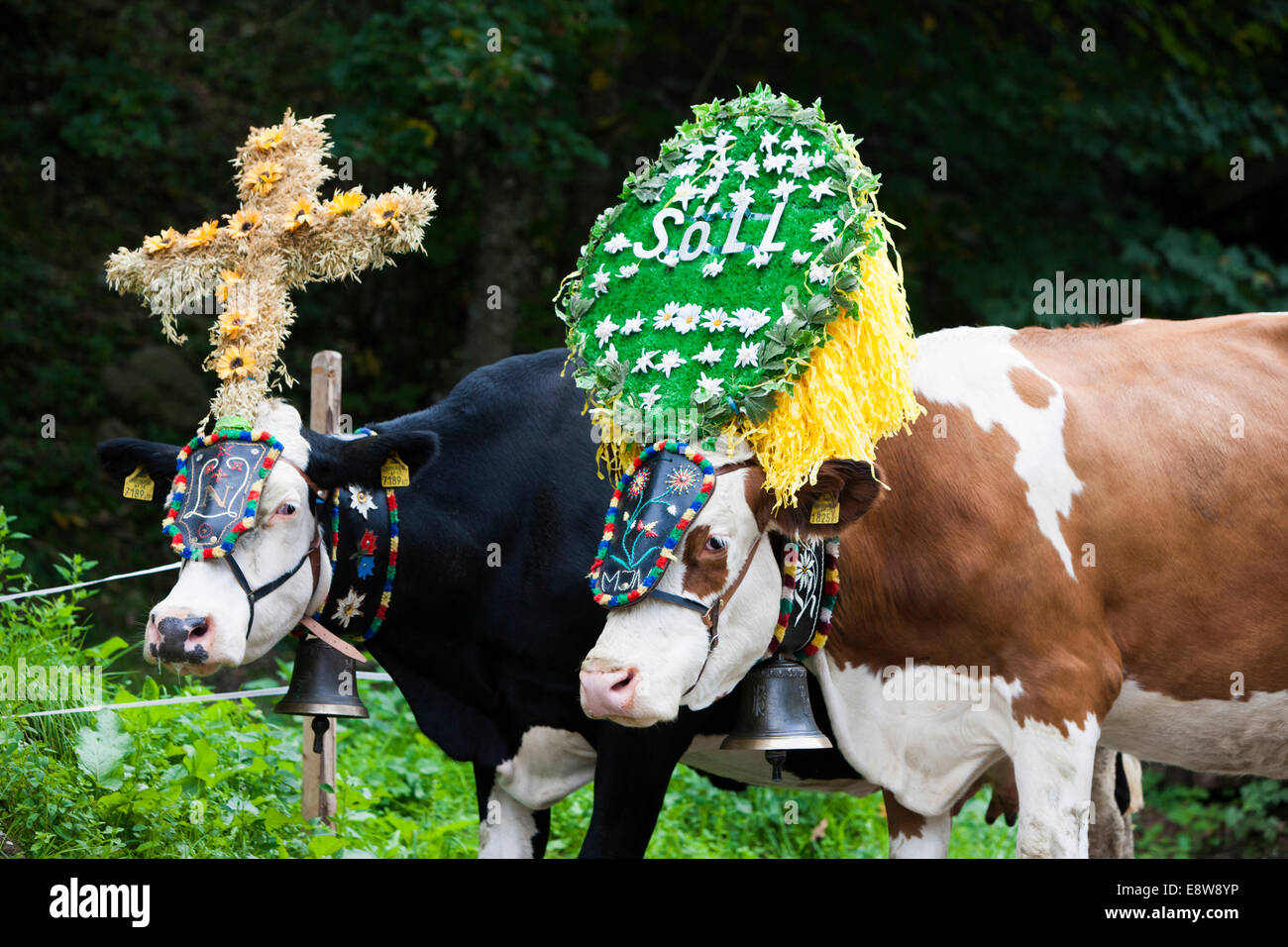 Decorated cows, Almabtrieb cattle drive, Söll, North Tyrol, Austria ...