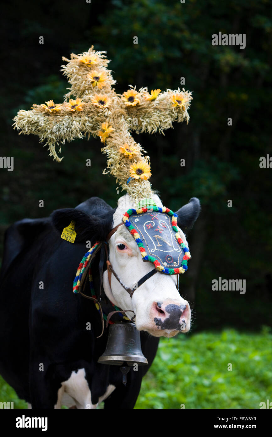 Decorated cow, Almabtrieb cattle drive, Söll, North Tyrol, Austria ...