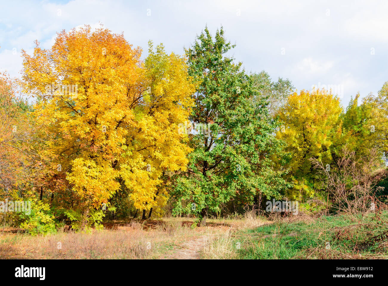 Yellow and green trees in autumn in the forest Stock Photo - Alamy