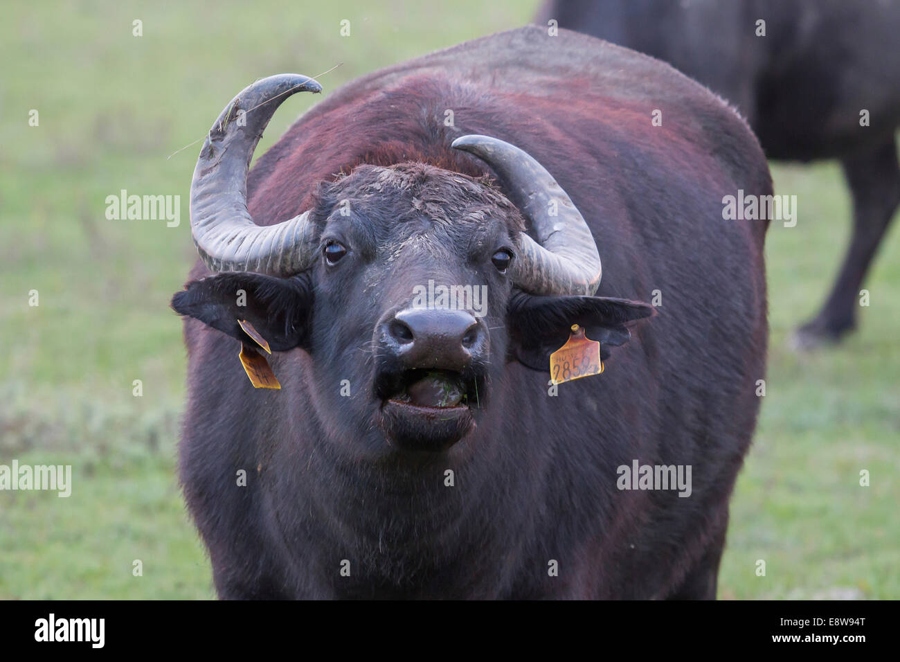 Asian water buffalo hi-res stock photography and images - Alamy