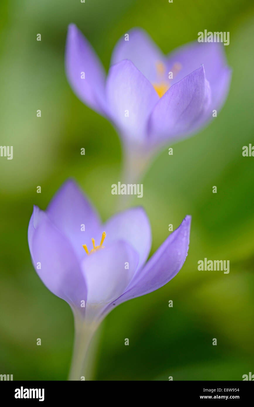 Autumn Crocus (Crocus speciosus Stock Photo - Alamy