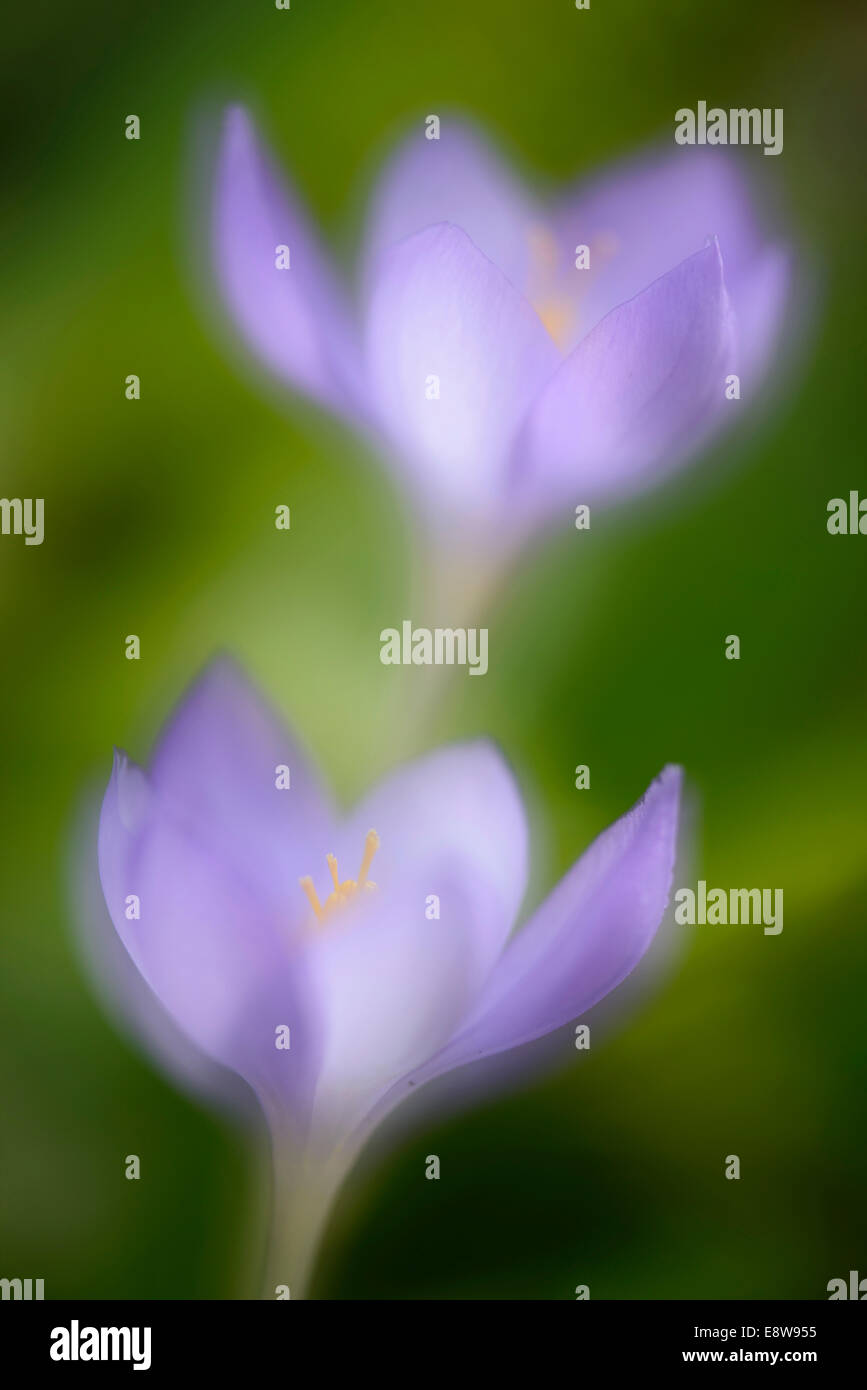 Autumn Crocus (Crocus speciosus Stock Photo - Alamy