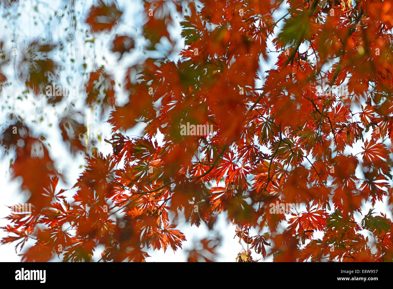 Autumn leaves of the Downy Japanese Maple (Acer japonicum ...