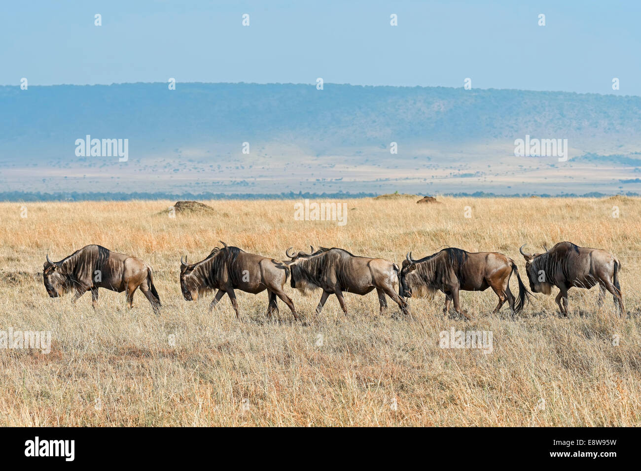 Wildebeest migration hi-res stock photography and images - Alamy