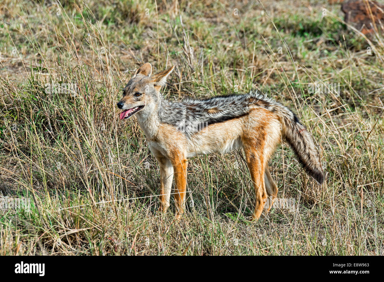 Black-backed Jackal (Canis mesomelas), Maasai Mara National Reserve, Kenya Stock Photo - Alamy