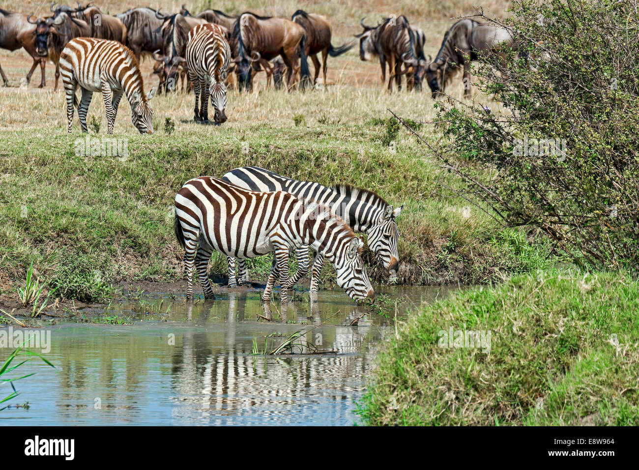 Zebras (Equus quagga), Maasai Mara National Reserve, Serengeti, Rift ...