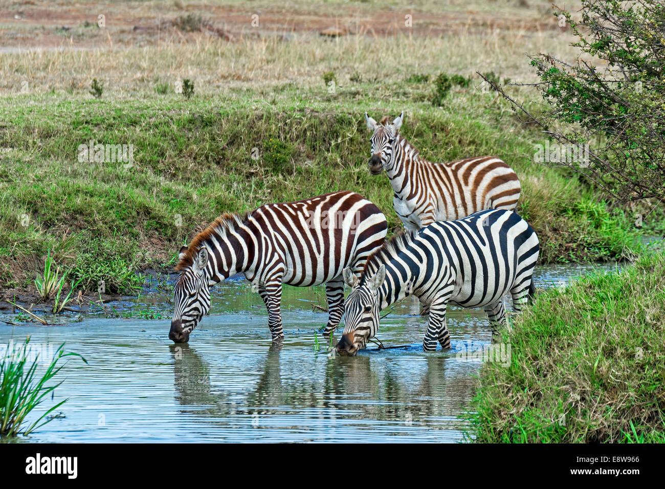 Zebras (Equus quagga), Maasai Mara National Reserve, Serengeti, Rift ...