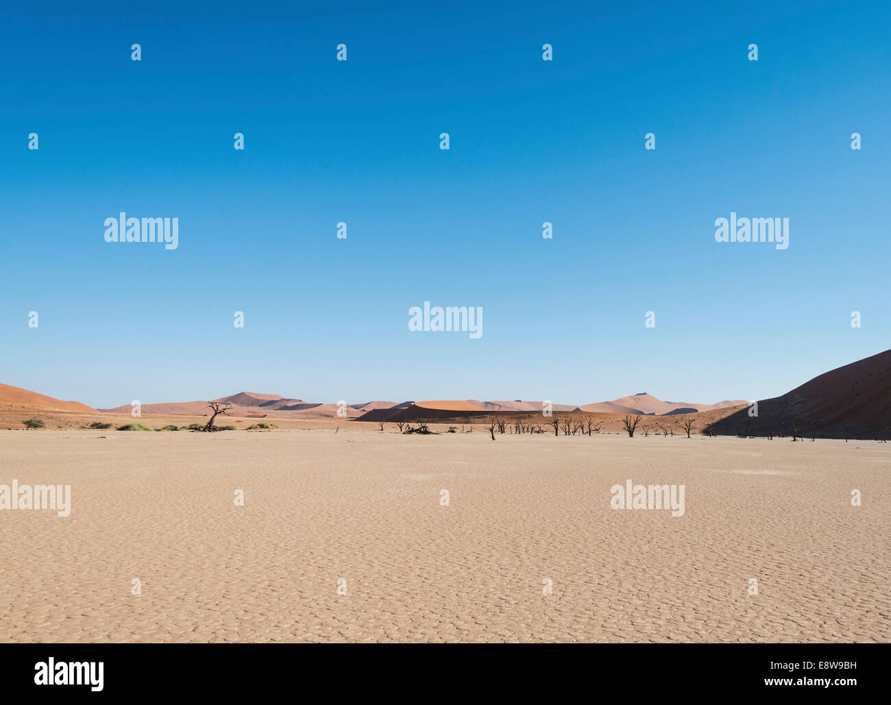 Salt and clay pan, Deadvlei, Sossusvlei, Namib Desert, Namibia Stock ...