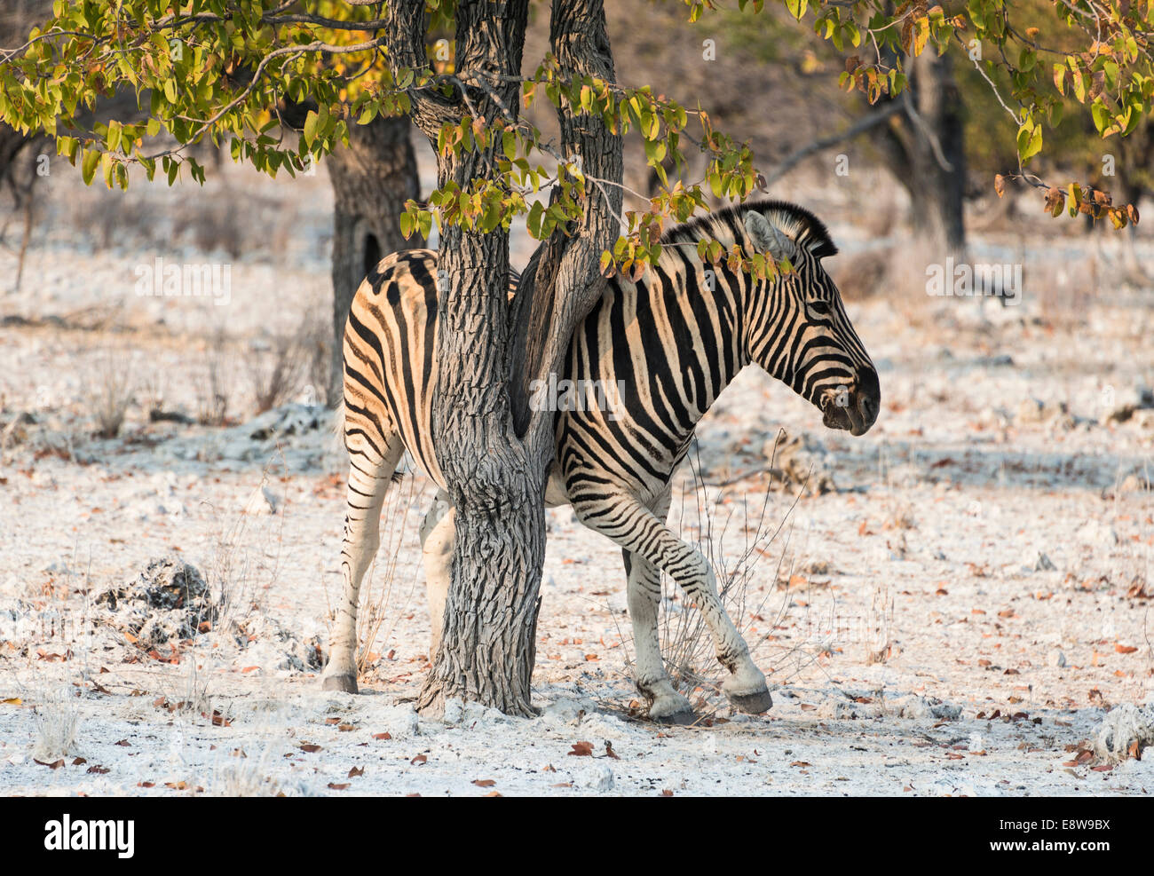 Tree scratch hi-res stock photography and images - Alamy