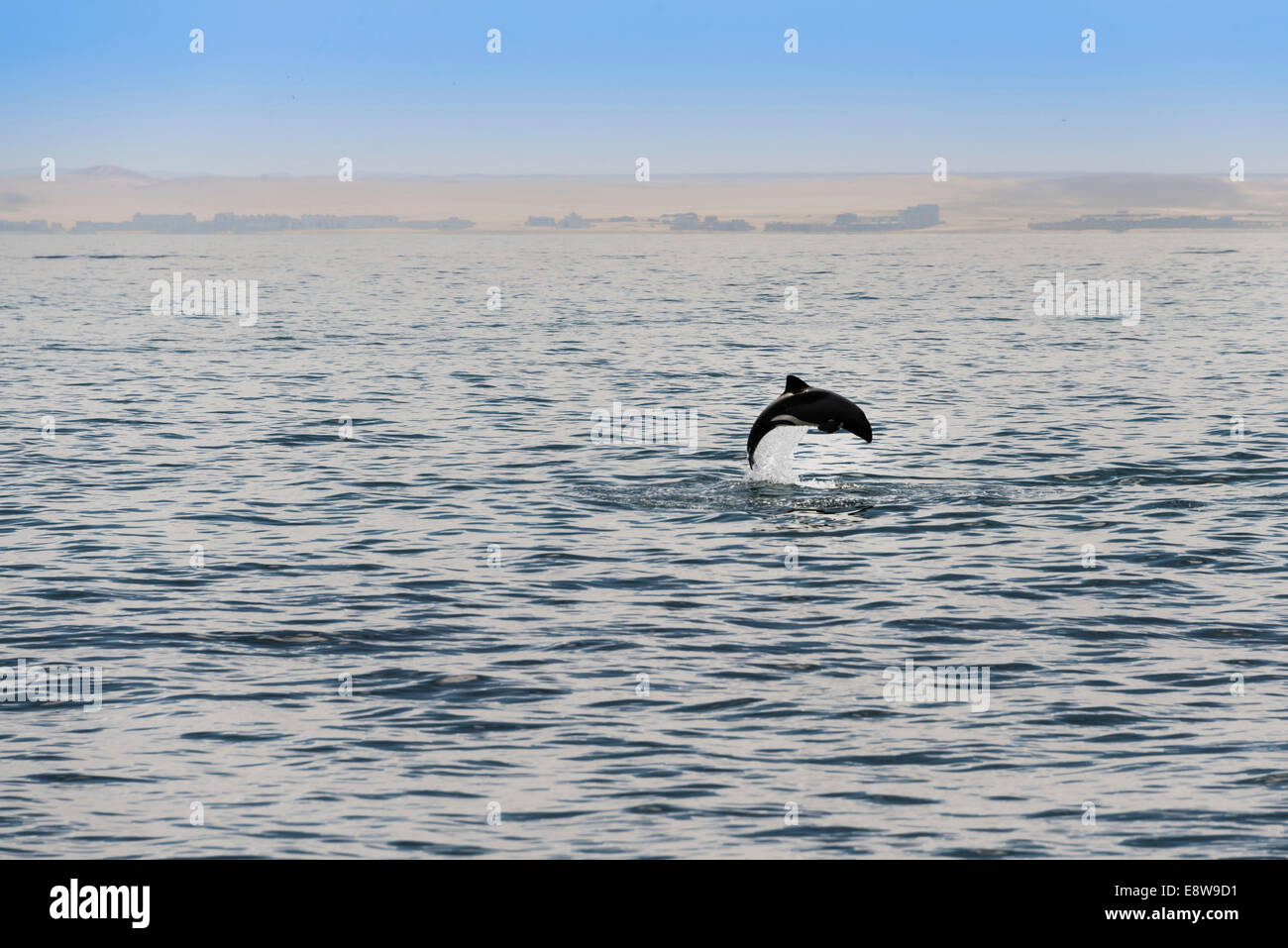 Cephalorhynchus heavisidii hi-res stock photography and images - Alamy