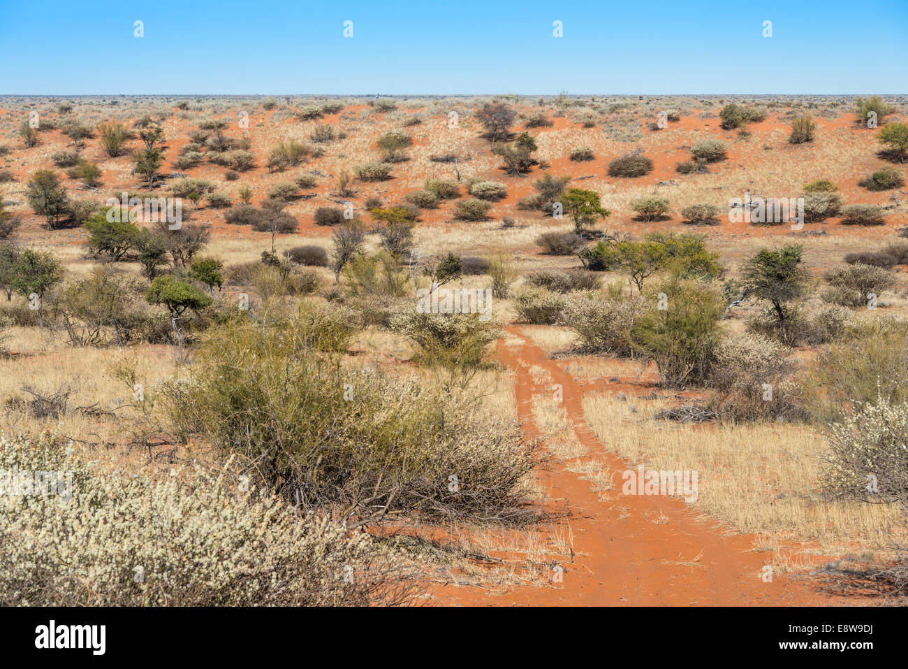 Kalahari plants hi-res stock photography and images - Alamy
