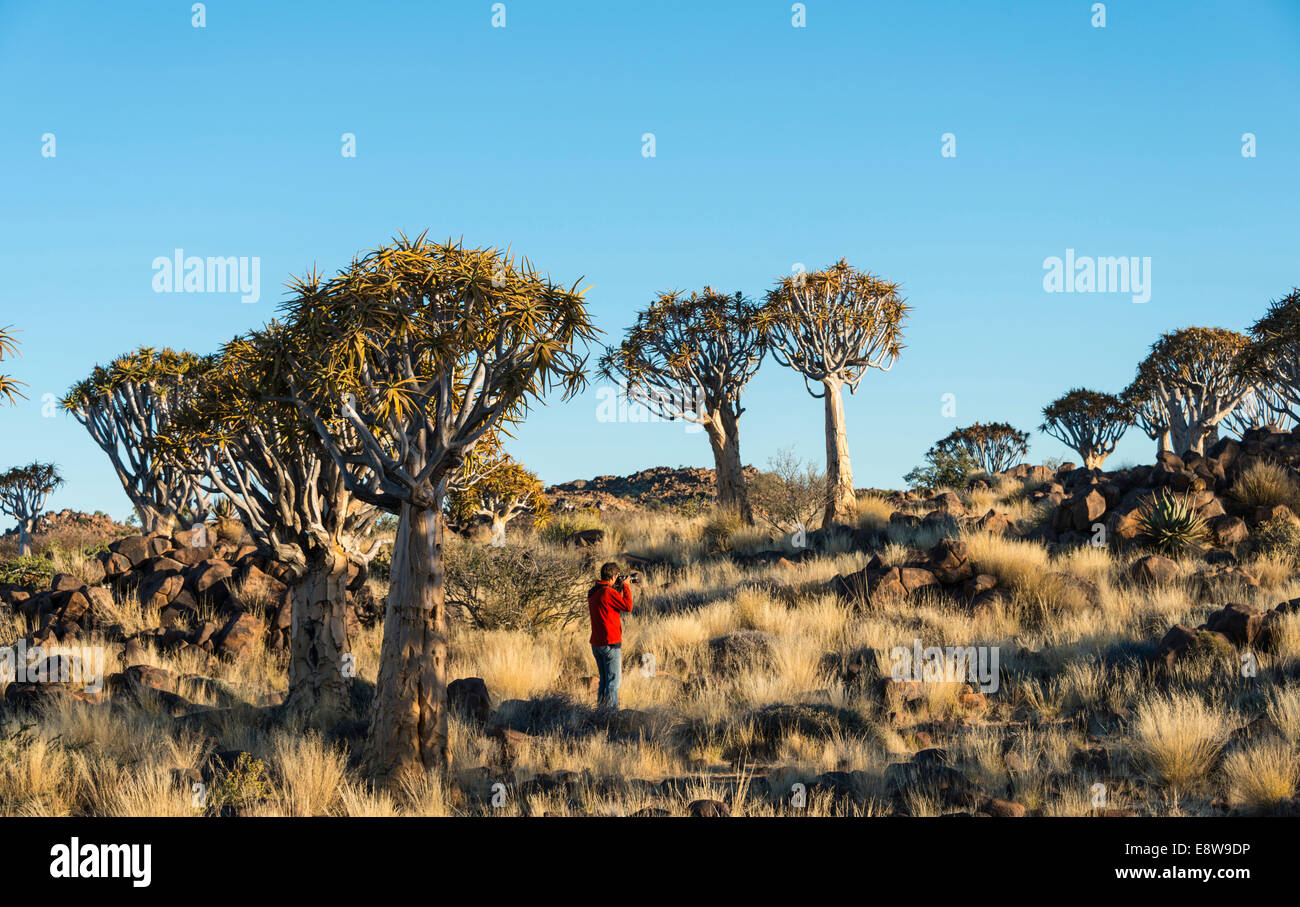Woman taking photos of quiver trees, Karas Region, Namibia Stock Photo ...