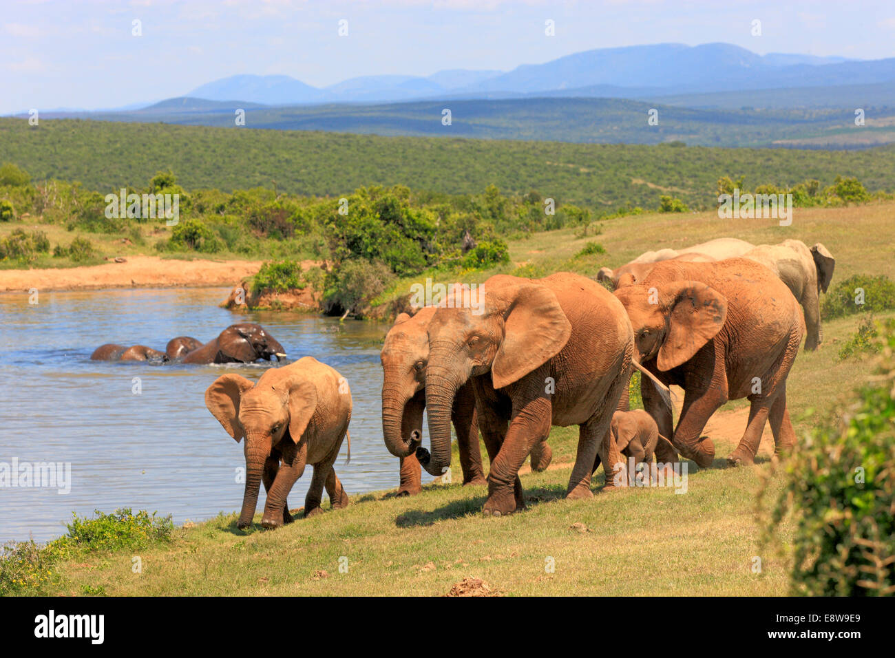 African elephants group hi-res stock photography and images - Alamy