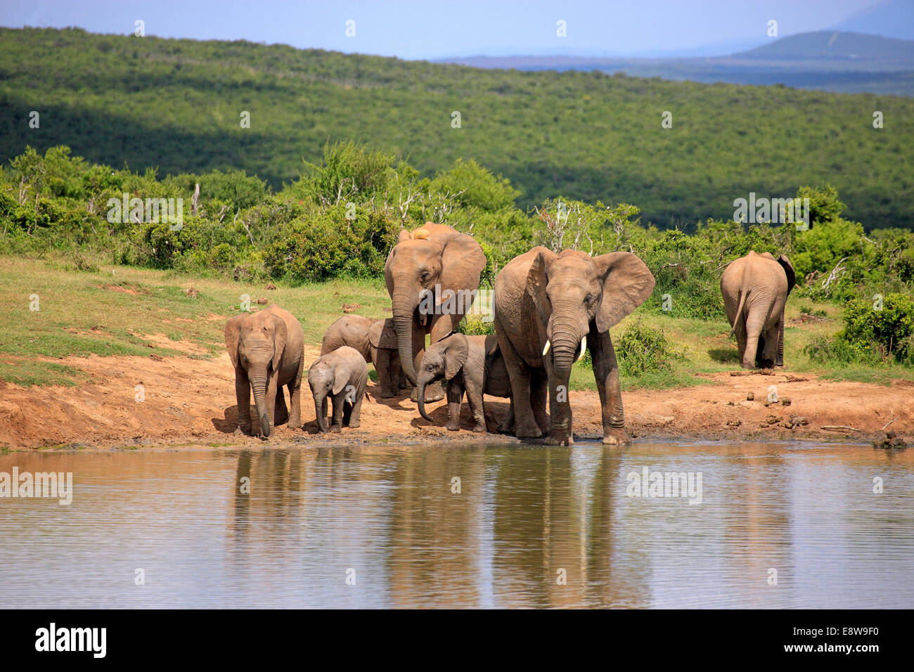African Elephants (Loxodonta africana), herd with young animals at the ...