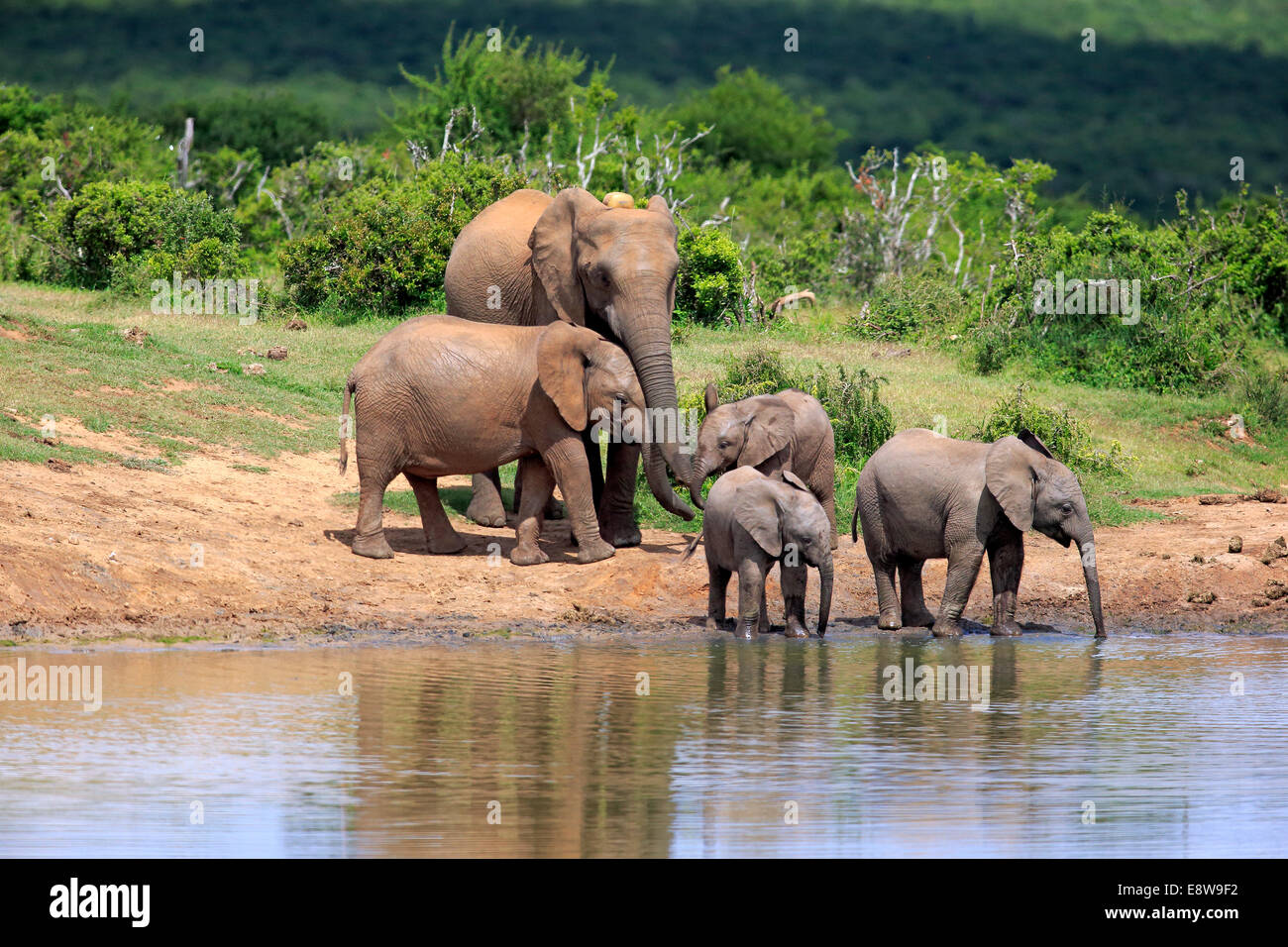 African Elephants (Loxodonta africana), adult with young animals at the ...