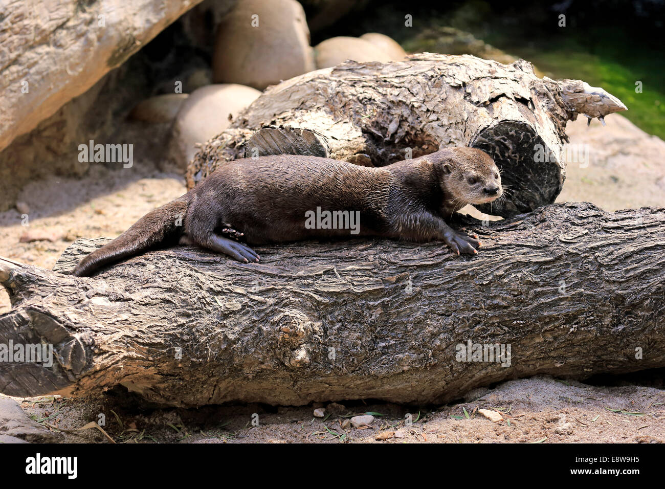 Spotted-necked Otter (Lutra maculicollis), adult, Eastern Cape, South ...