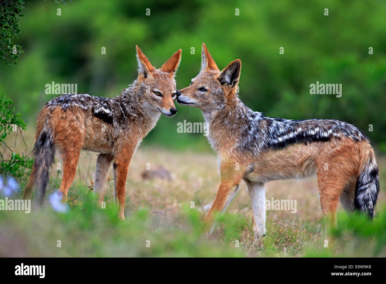 Black-backed Jackals (Canis mesomelas), adult, couple, social behavior ...