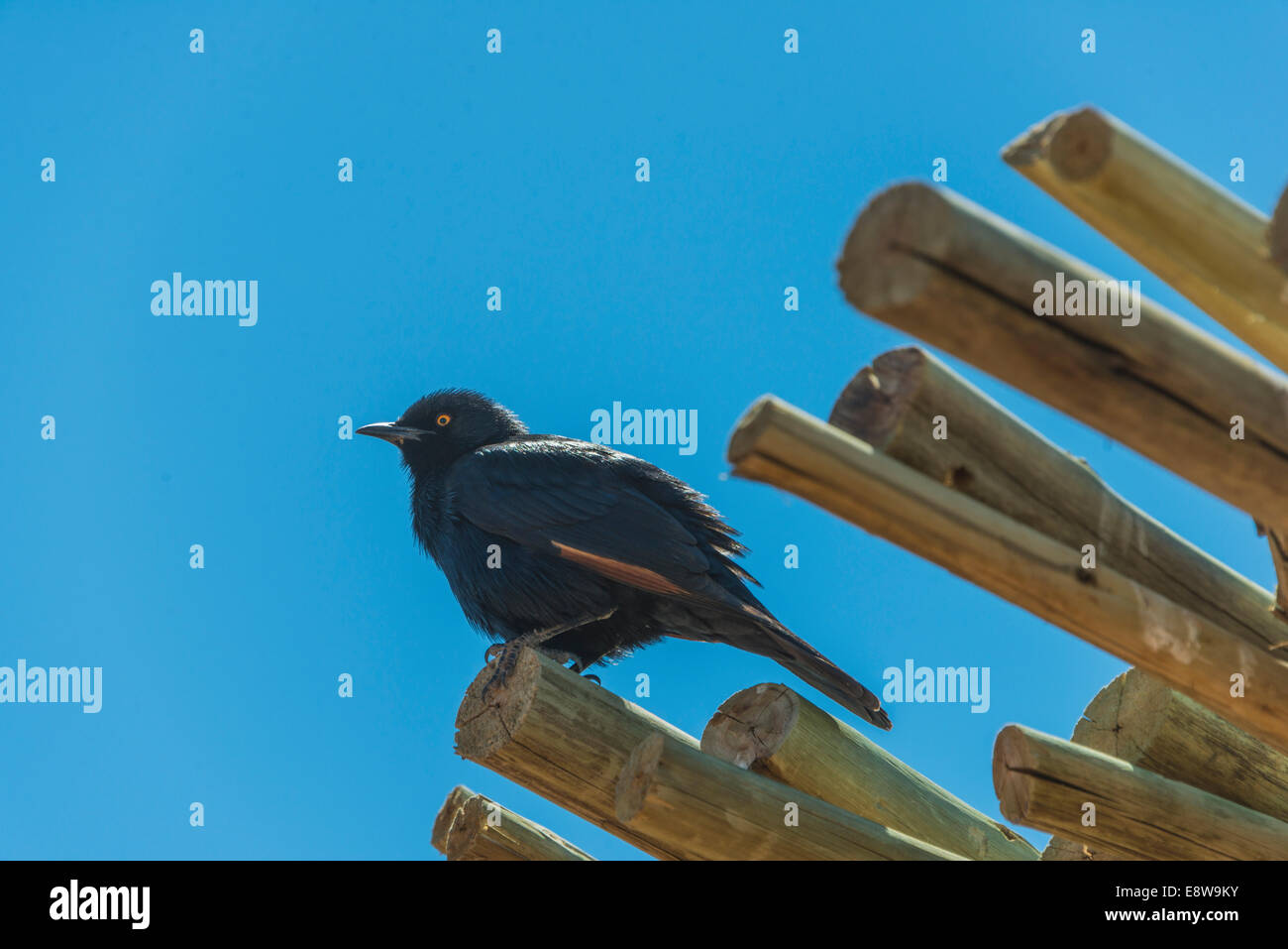 Pale-winged Starling (Onychognathus nabouroup) on bamboo, Fish River ...