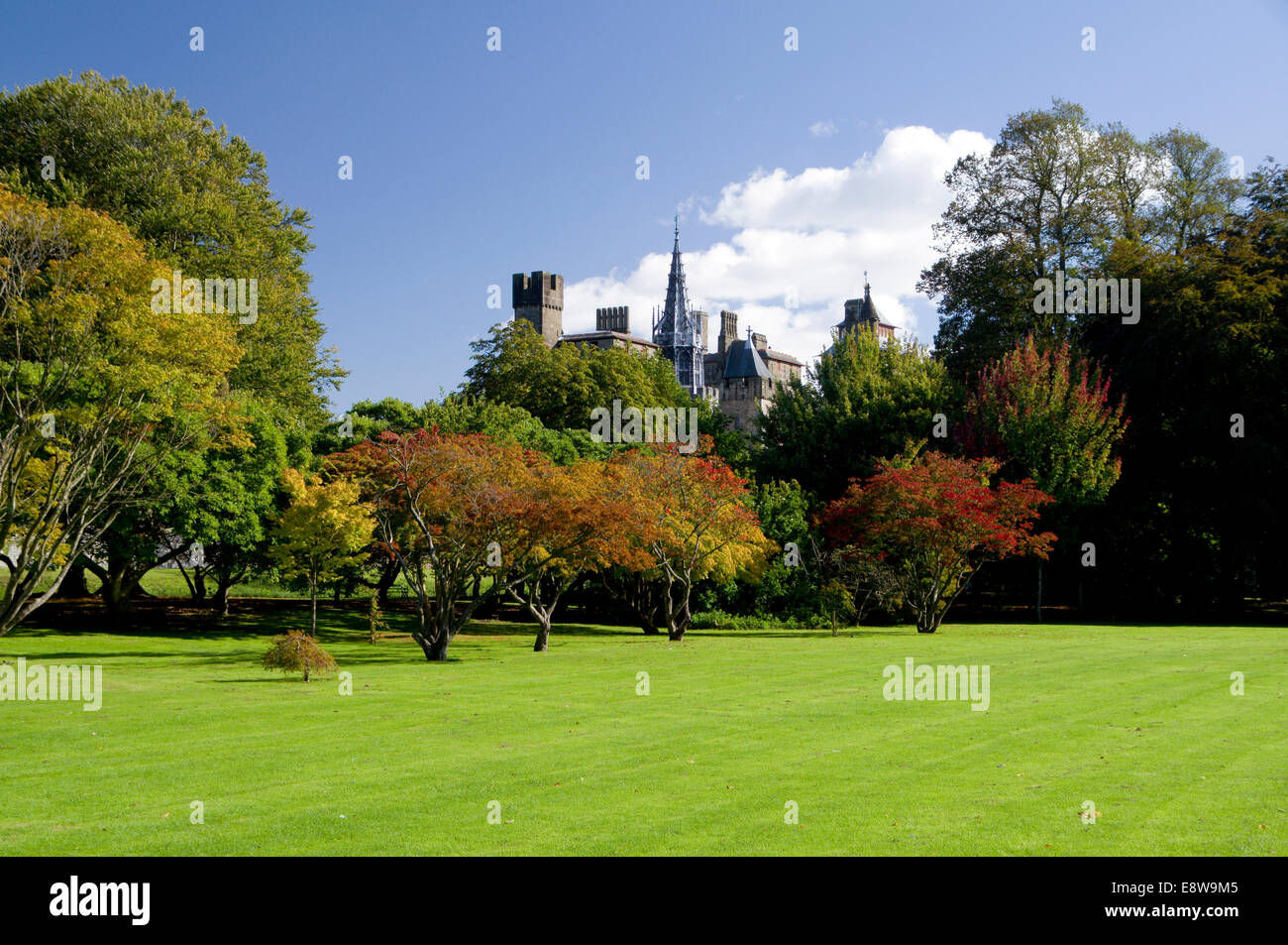 Autumn acer trees hi-res stock photography and images - Alamy
