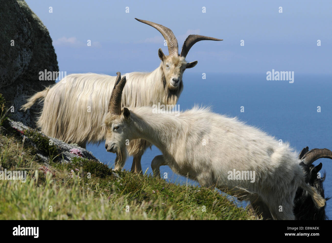 Goat - Capra hircus Stock Photo - Alamy
