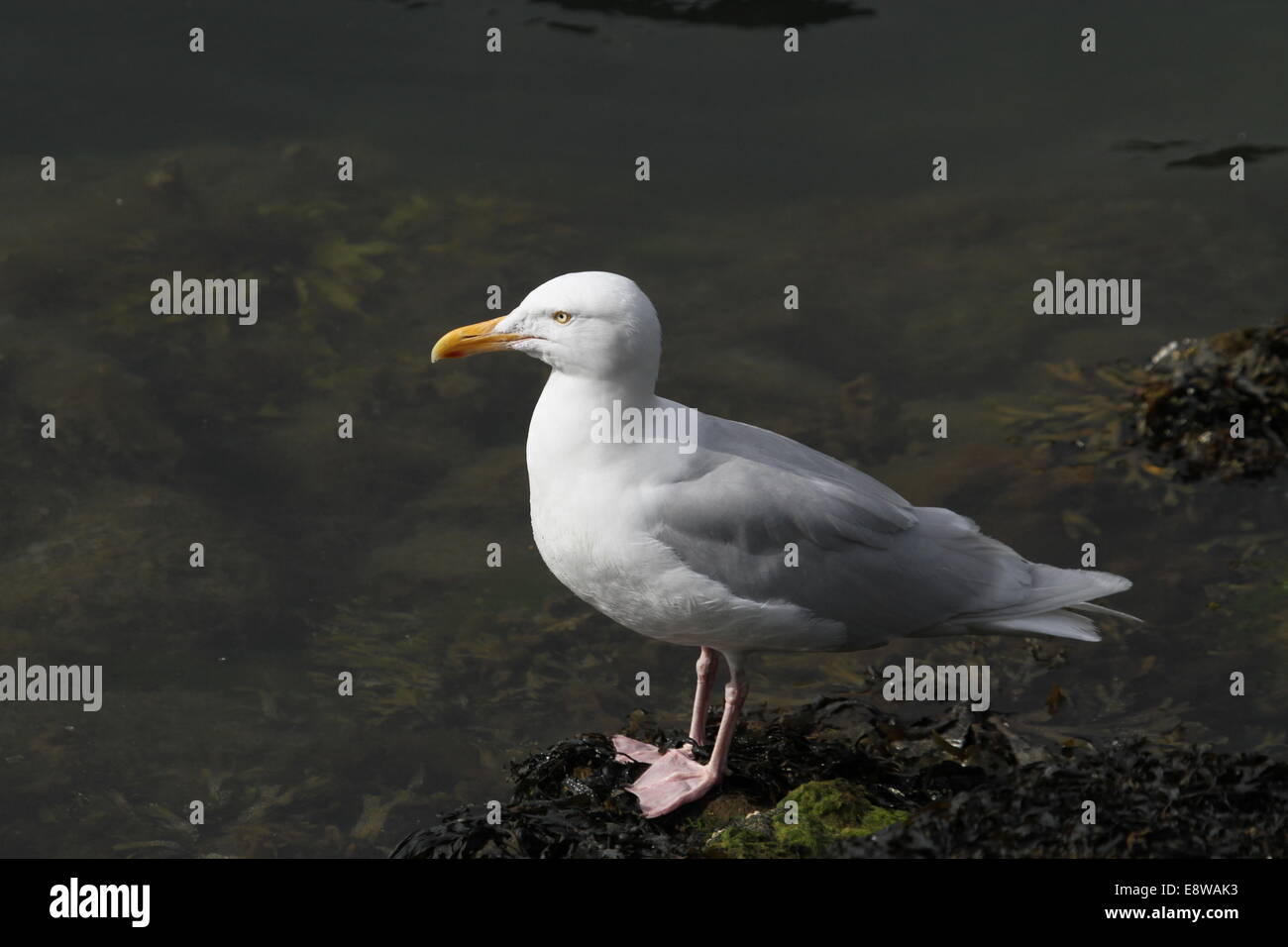 Glaucous Gull standing side view Stock Photo - Alamy