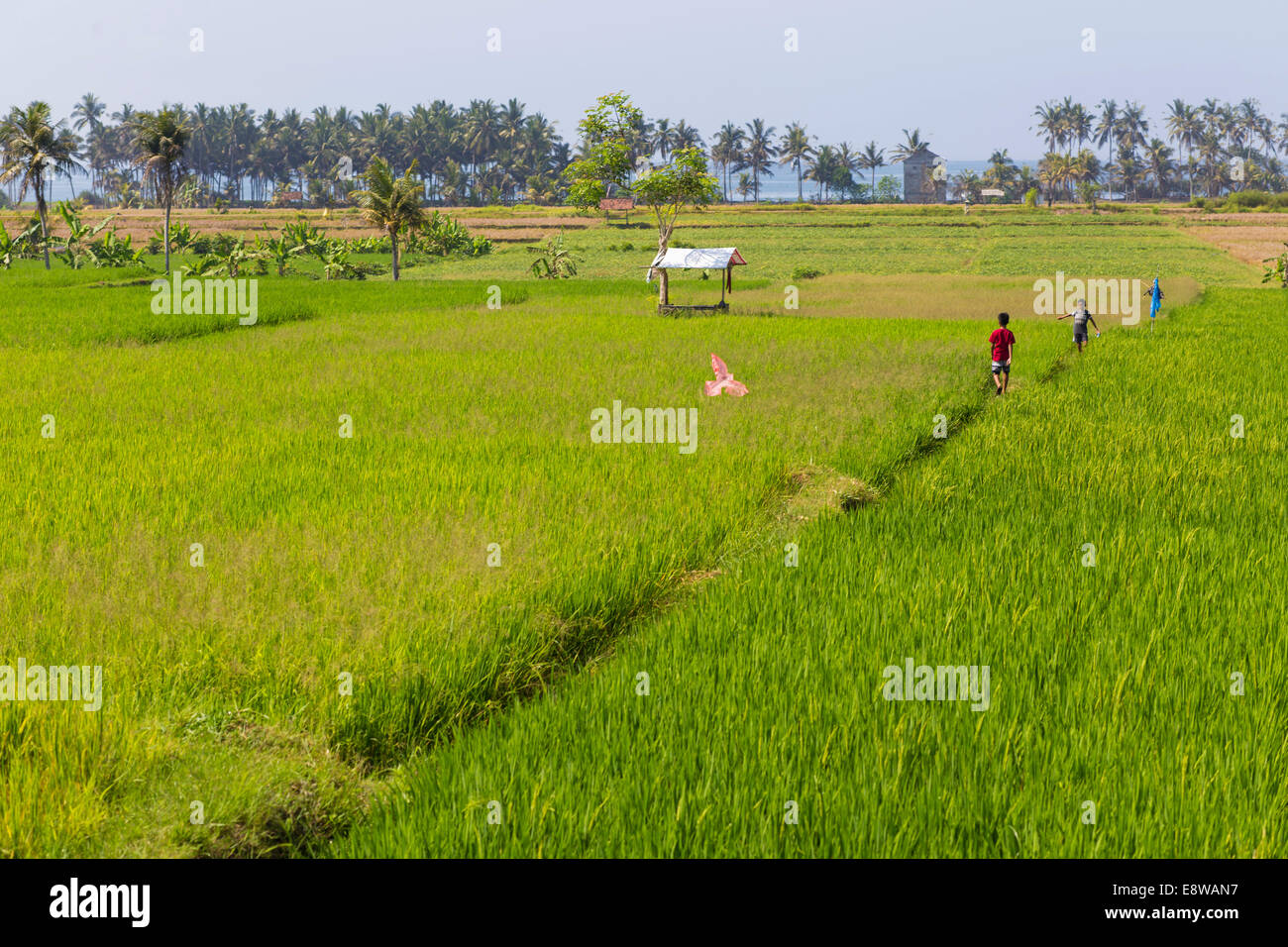 Rice field bali indonesia hi-res stock photography and images - Alamy