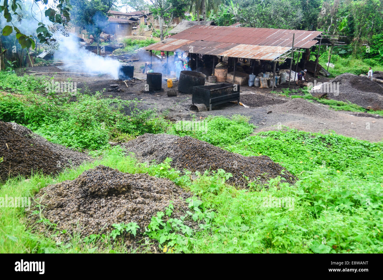 African oil palm tree hi-res stock photography and images - Alamy