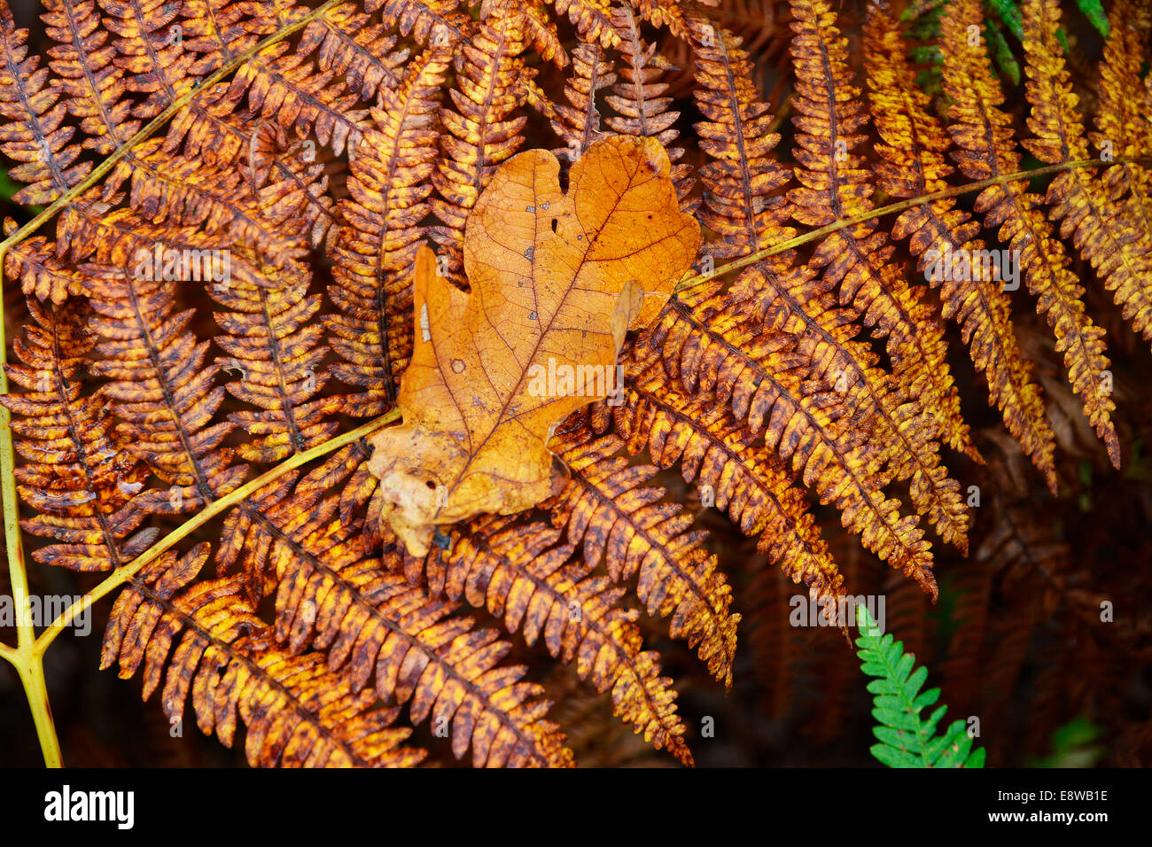 Ferns in Autumn at The New Forest, Hampshire Stock Photo - Alamy