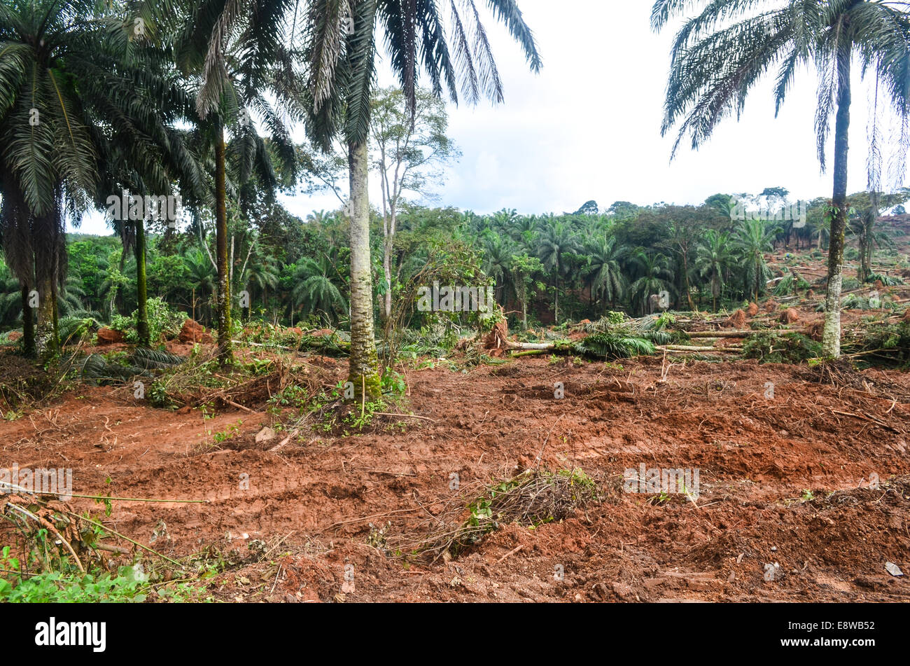 Deforestation in Nigeria (Cross River state) during the rainy season ...