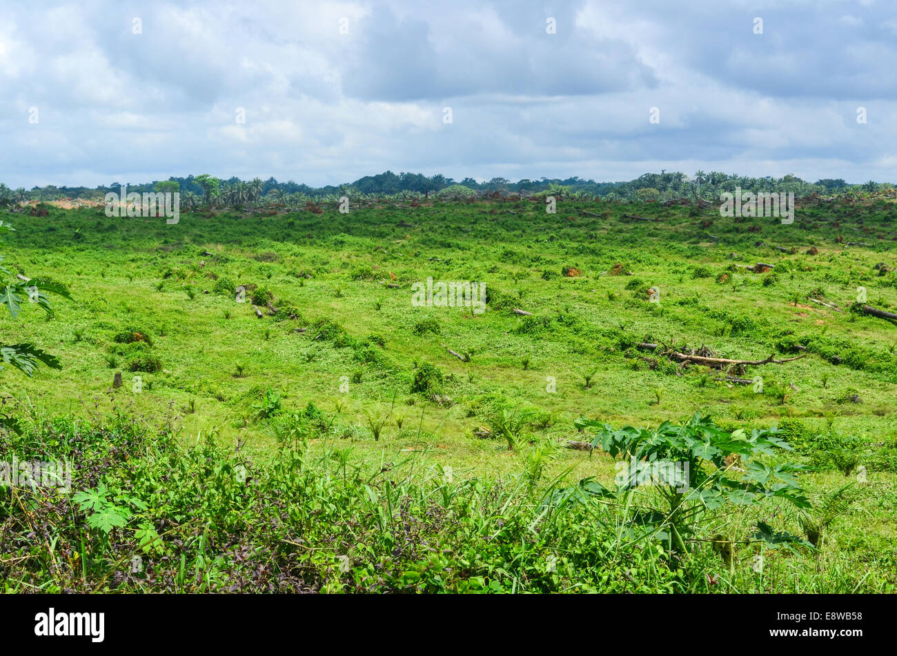 Nigerian tree hi-res stock photography and images - Alamy